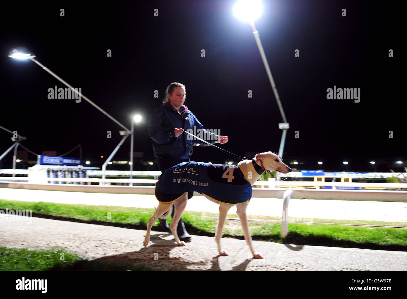 Greyhounds - Brighton & Hove Greyhound Stadium. A dog is led out on to ...