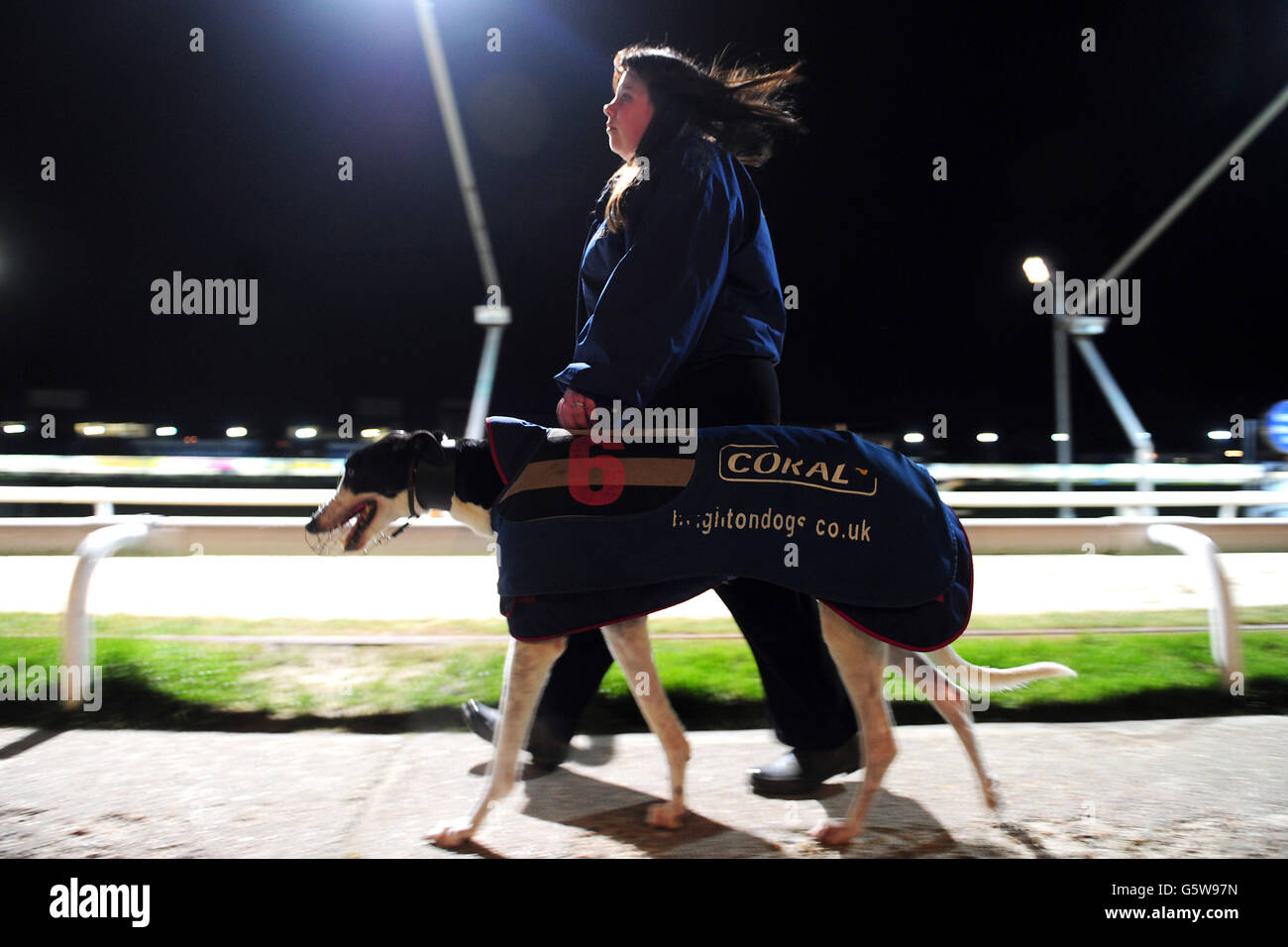 Greyhounds - Brighton & Hove Greyhound Stadium. A dog is led out on to ...