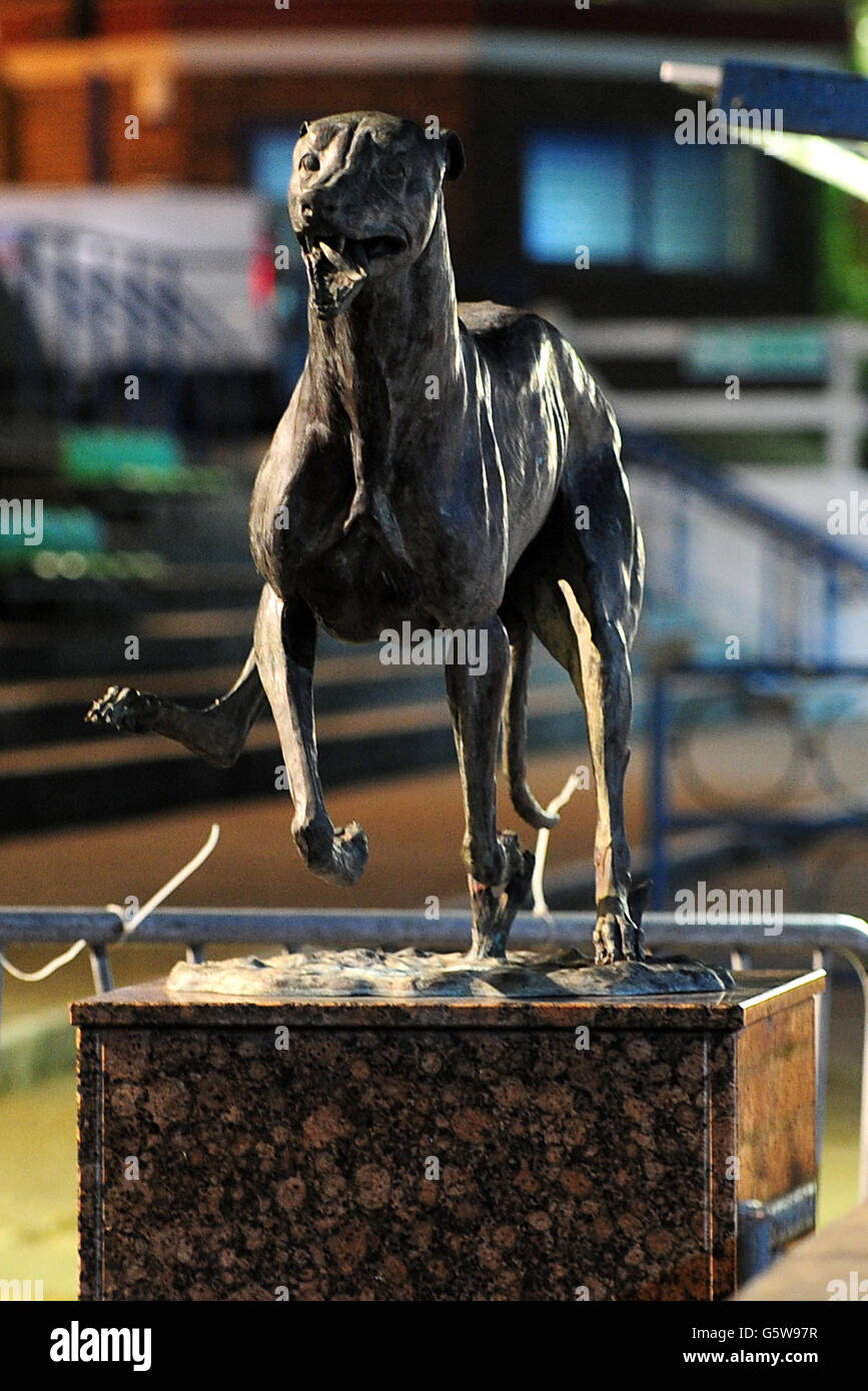 Dogs racing at the coral brighton and hove greyhound stadium hi-res ...