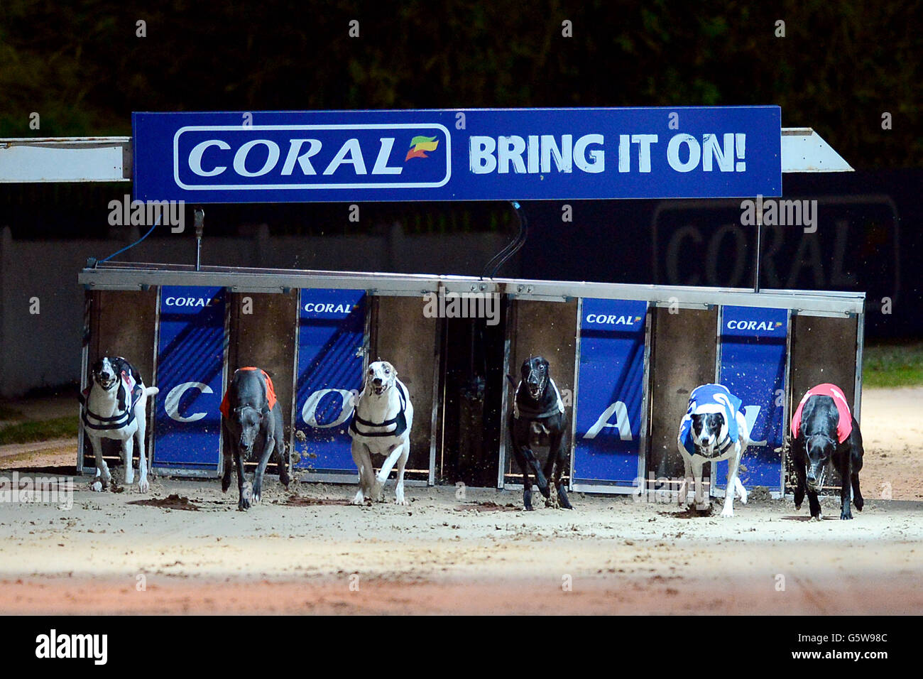 Greyhound racing trap hi-res stock photography and images - Alamy