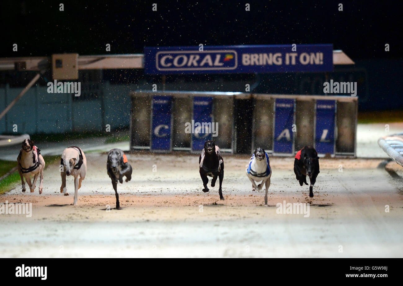 Greyhounds start the race at brighton hove greyhound stadium hi-res ...