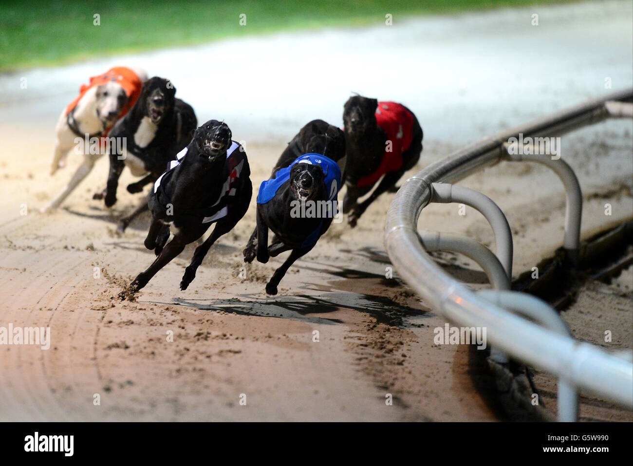 Greyhounds - Brighton & Hove Greyhound Stadium. Dogs run in a race ...