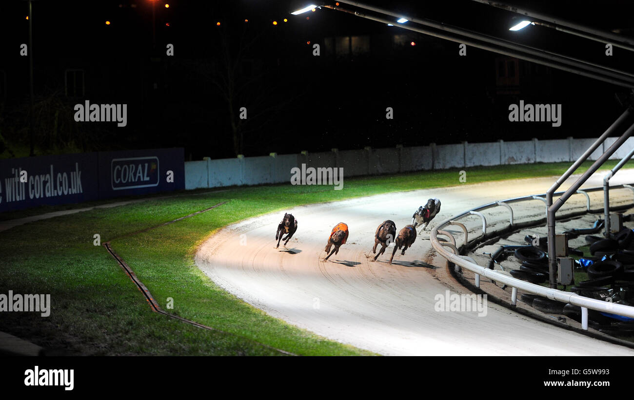 Greyhounds - Brighton & Hove Greyhound Stadium. Dogs run in a race ...