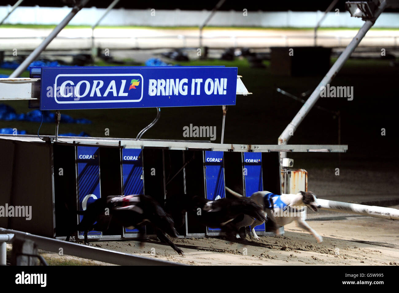 Greyhounds start the race at brighton hove greyhound stadium hi-res ...