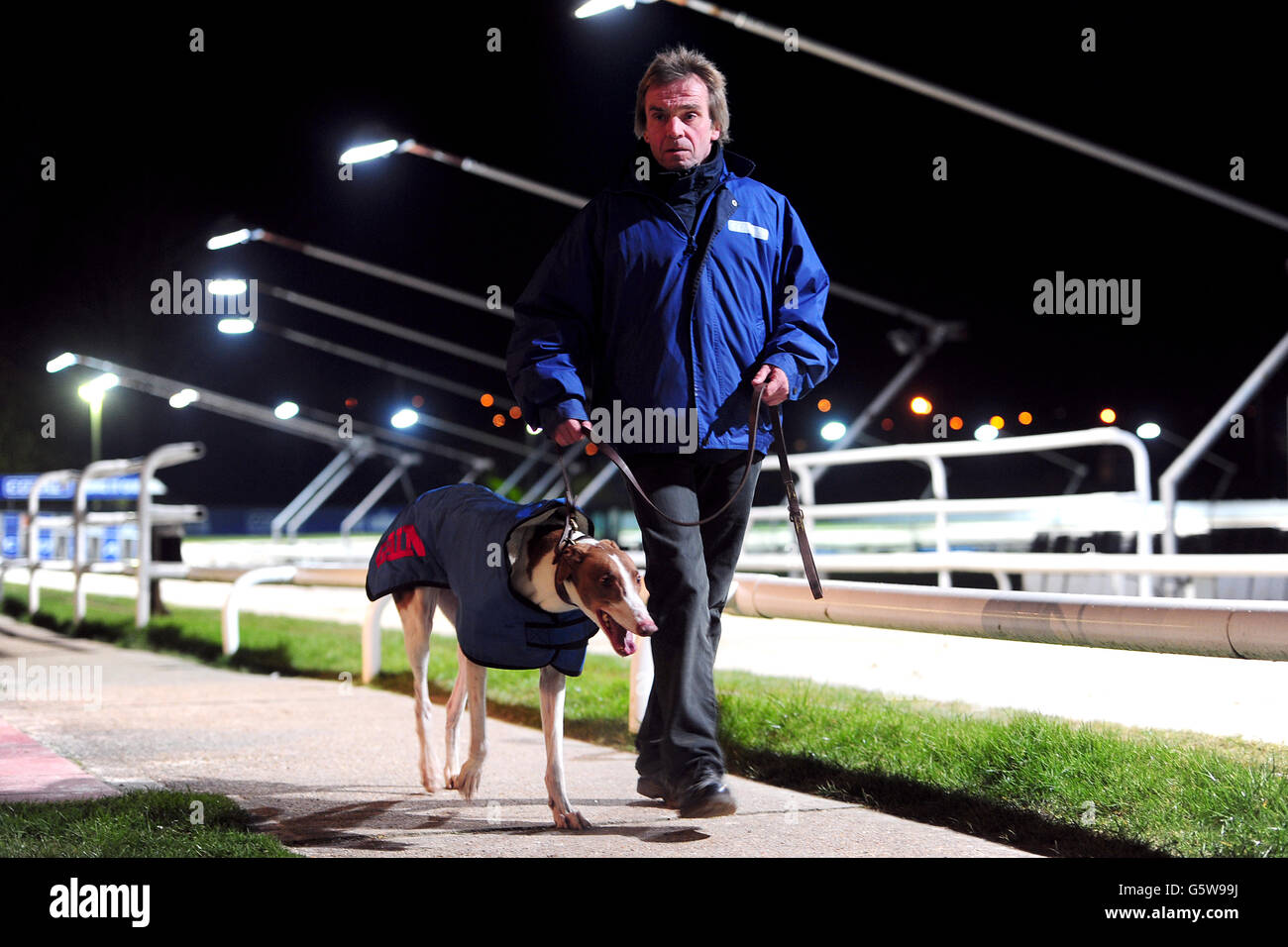 Greyhounds - Brighton & Hove Greyhound Stadium Stock Photo - Alamy