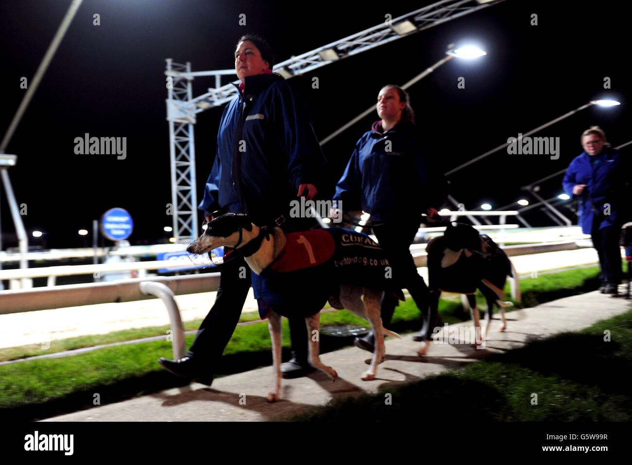 Greyhounds - Brighton & Hove Greyhound Stadium Stock Photo - Alamy