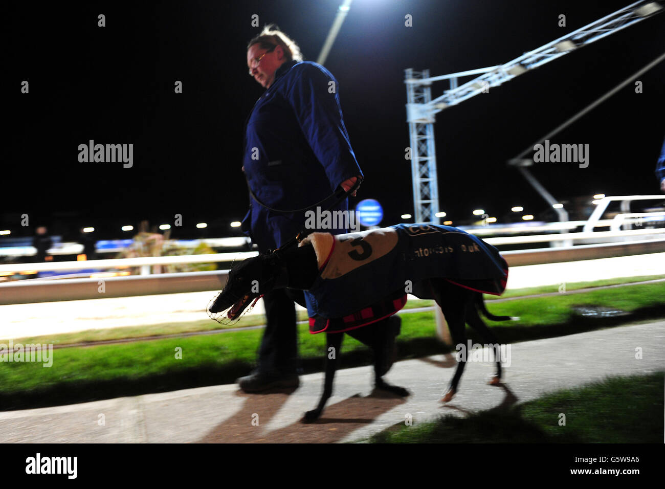 Greyhounds - Brighton & Hove Greyhound Stadium. A dog is led out on to ...