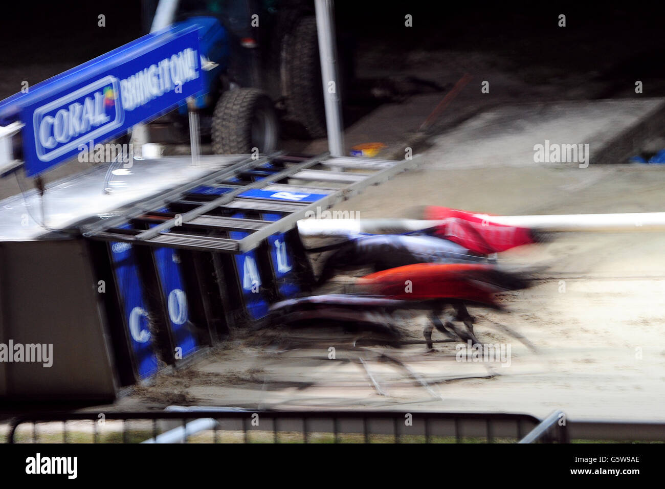 Greyhounds - Brighton & Hove Greyhound Stadium. Dogs leave the trap at ...