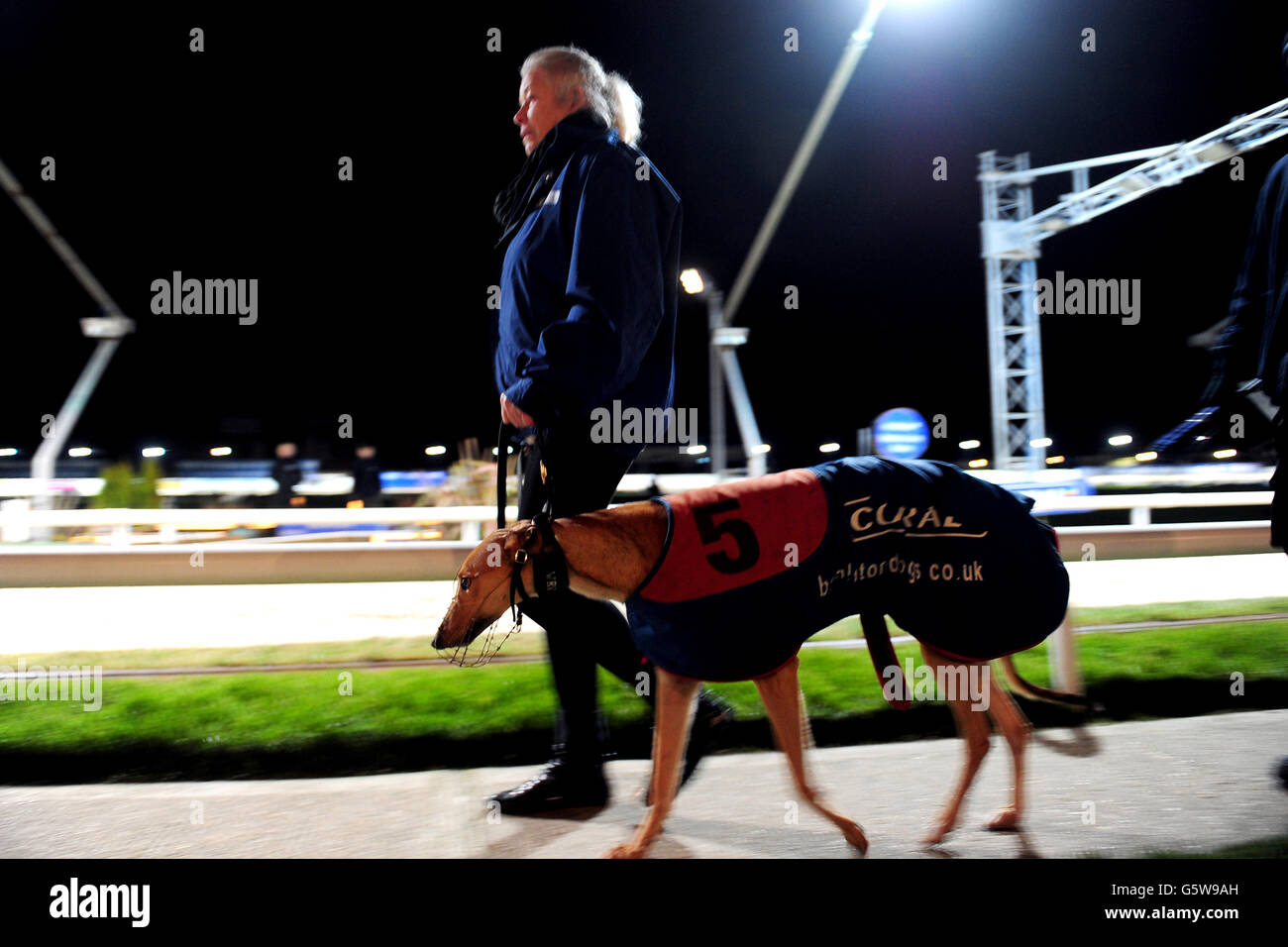 Greyhounds - Brighton & Hove Greyhound Stadium Stock Photo - Alamy