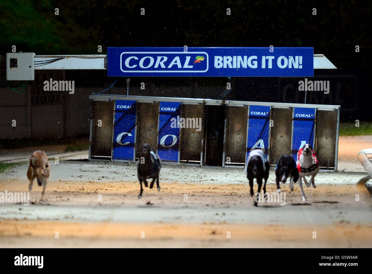 Greyhounds start the race at brighton hove greyhound stadium hi-res ...