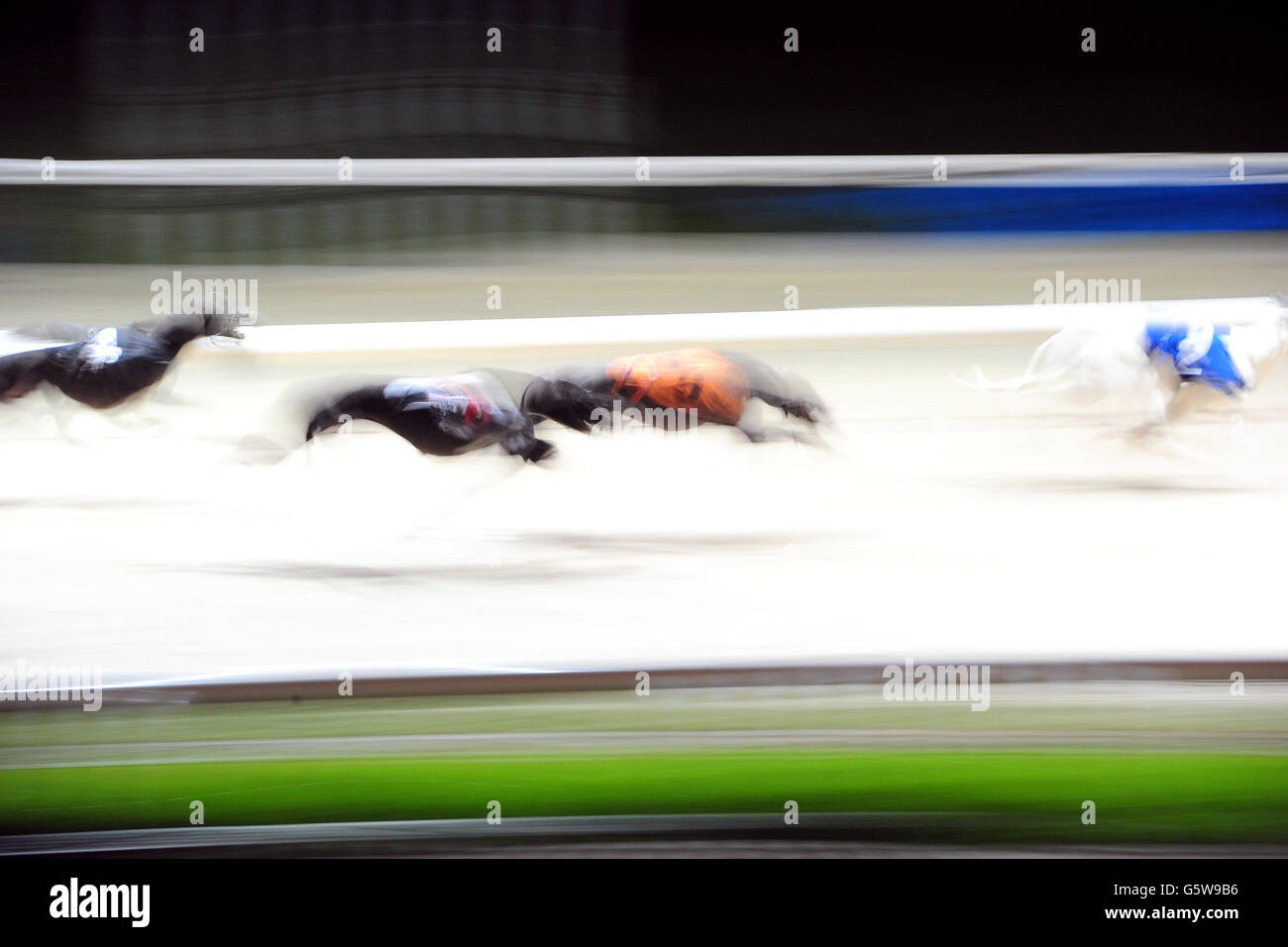 Greyhounds - Brighton & Hove Greyhound Stadium. Dogs run in a race ...