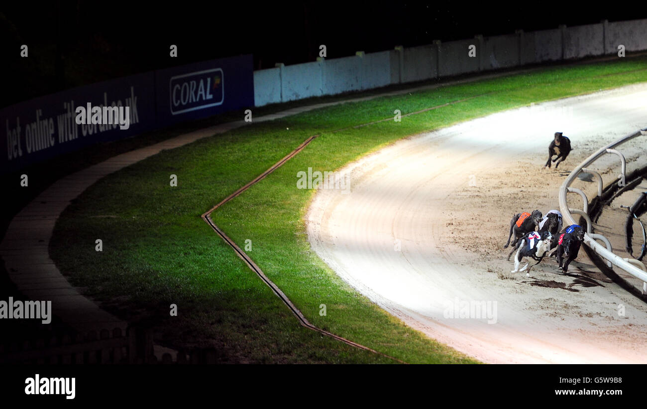 Greyhounds - Brighton & Hove Greyhound Stadium. Dogs run in a race ...