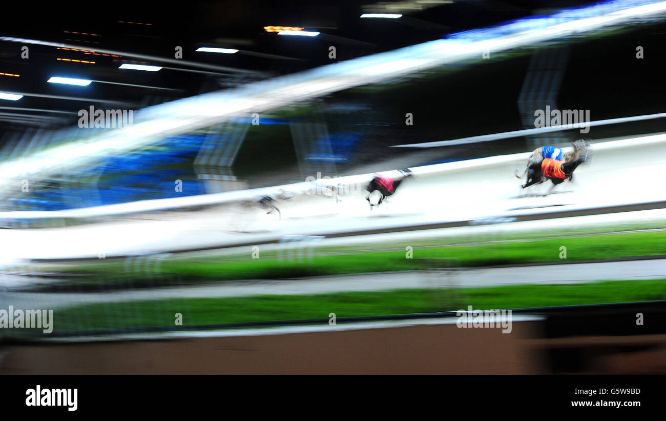 Greyhound racing coral brighton and hove greyhound stadium hi-res stock ...