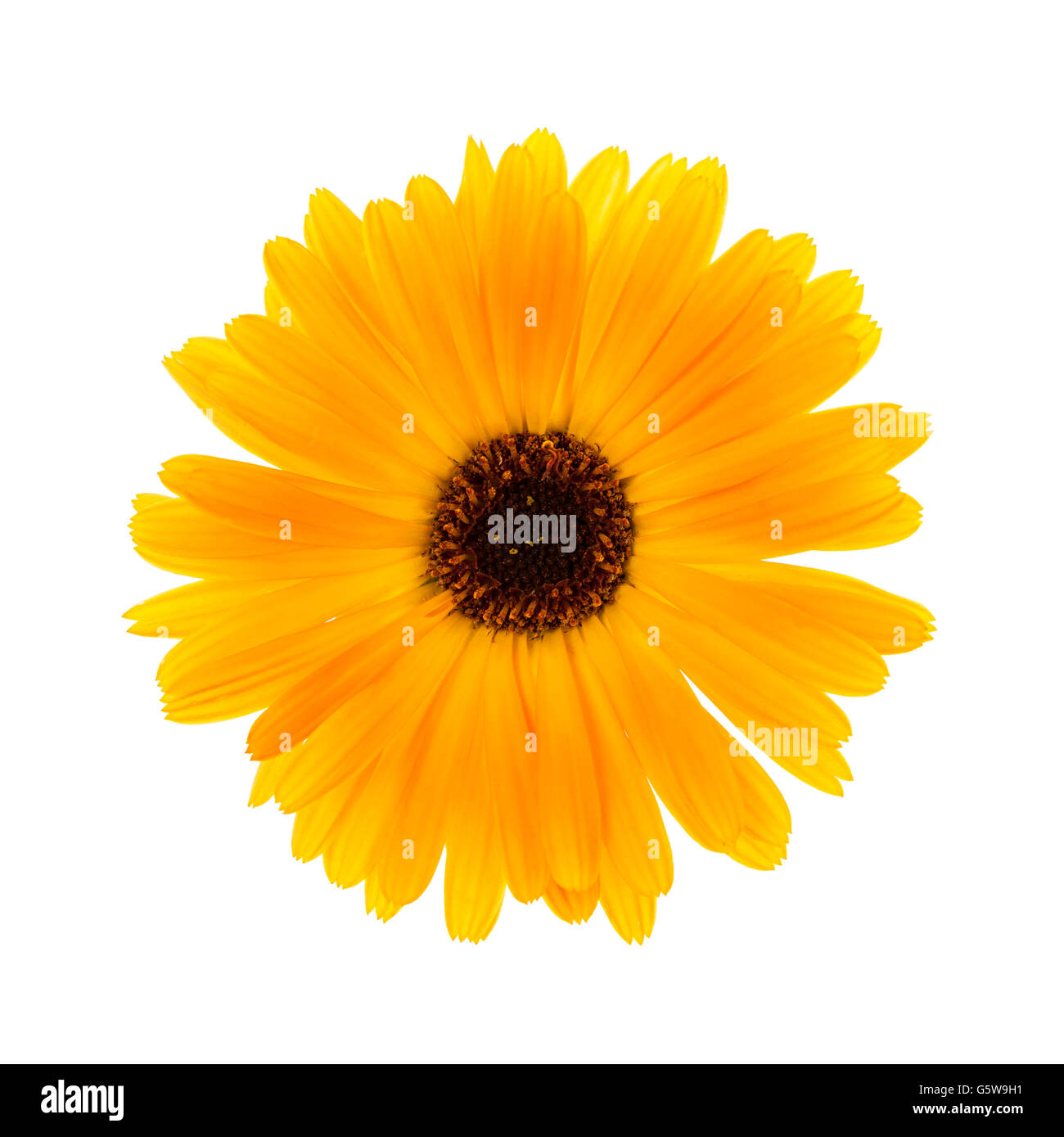 One fresh calendula flower isolated on white background view from above ...