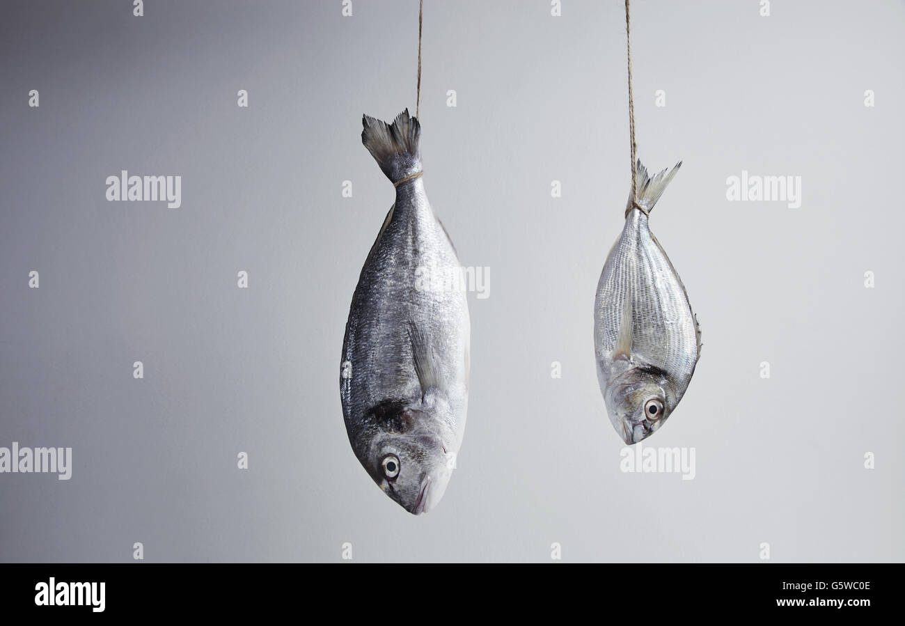 Two fresh sea breams, wild and river, big and small, hanged for tail on ...