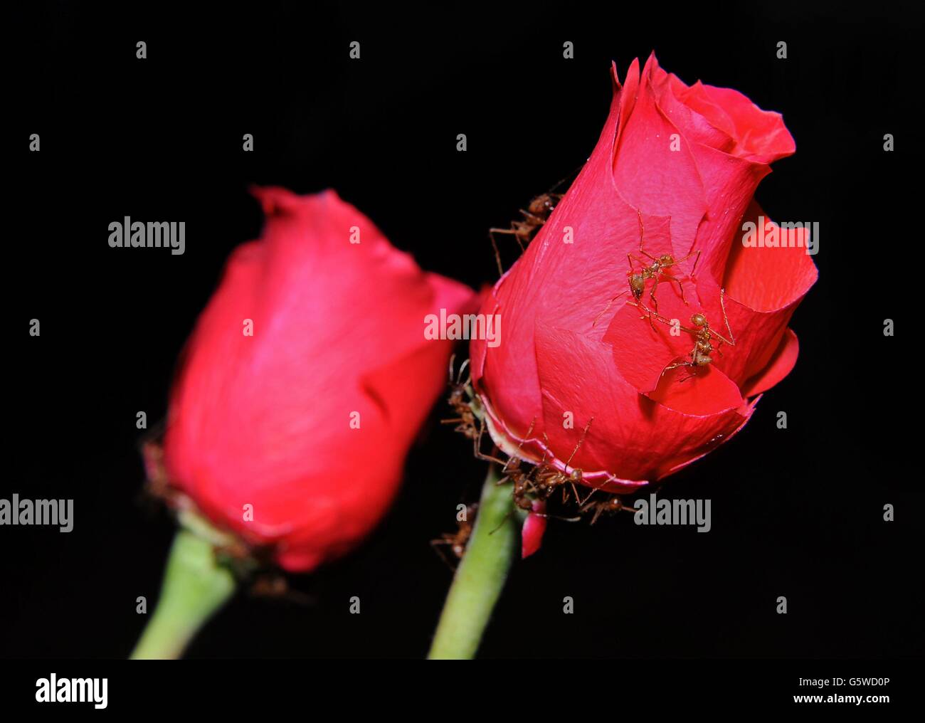Leaf cutter ants make easy work of red roses as a Valentine's treat at ...