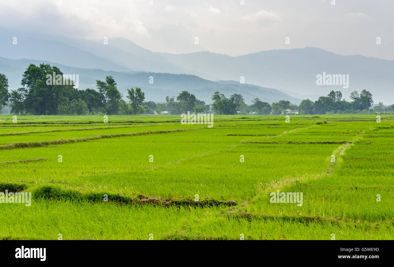 Rice paddy fields in the Dang valley in Terai, Nepal Stock Photo - Alamy