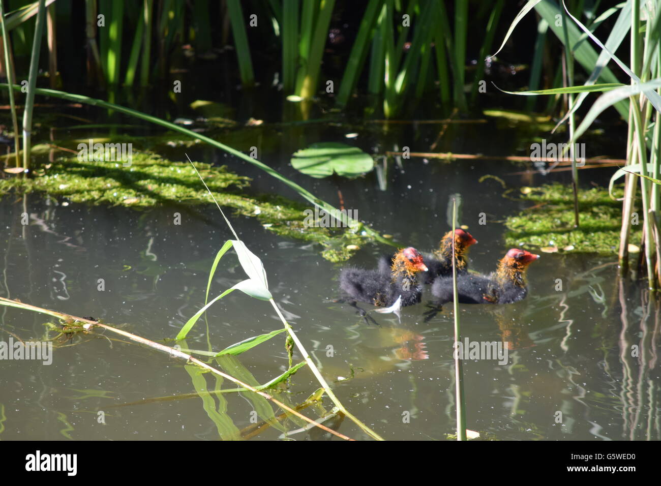 three baby ducks swimming together in the water Stock Photo - Alamy