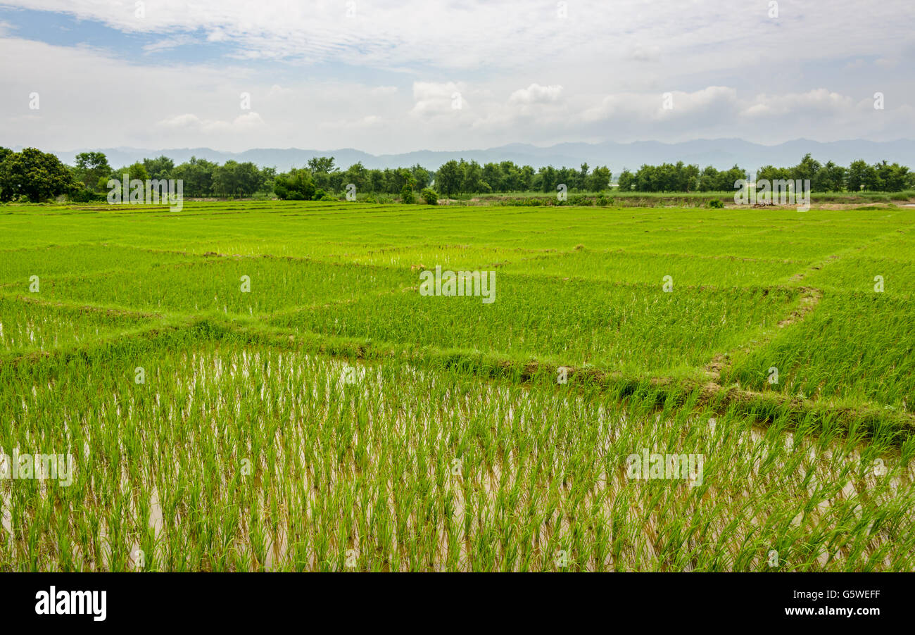 Terai nepal hi-res stock photography and images - Alamy