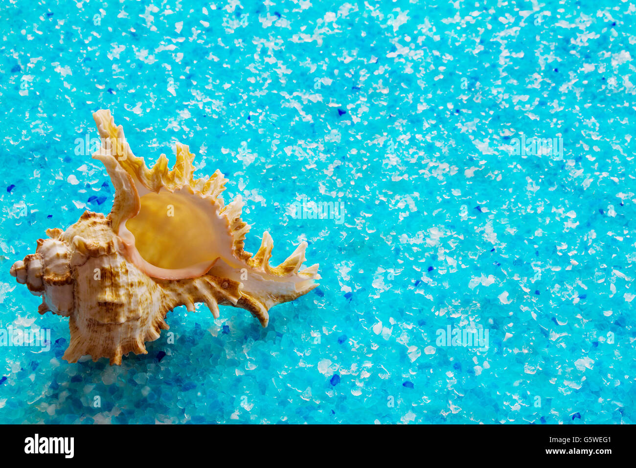 Seashell, closeup. On the crystal blue blurred background Stock Photo ...