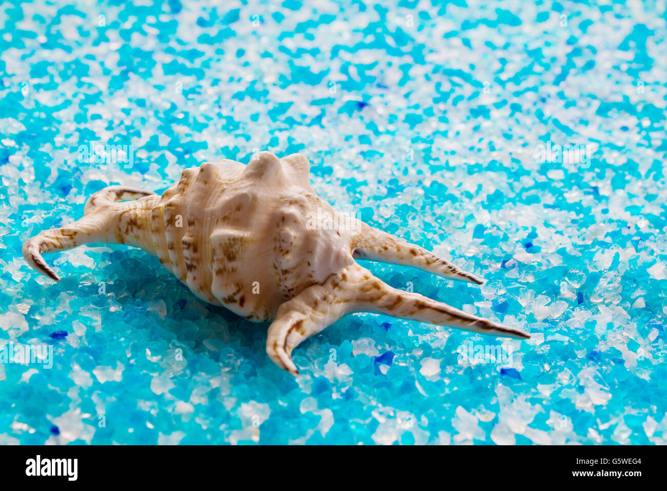 Seashell, closeup. On the crystal blue blurred background Stock Photo ...