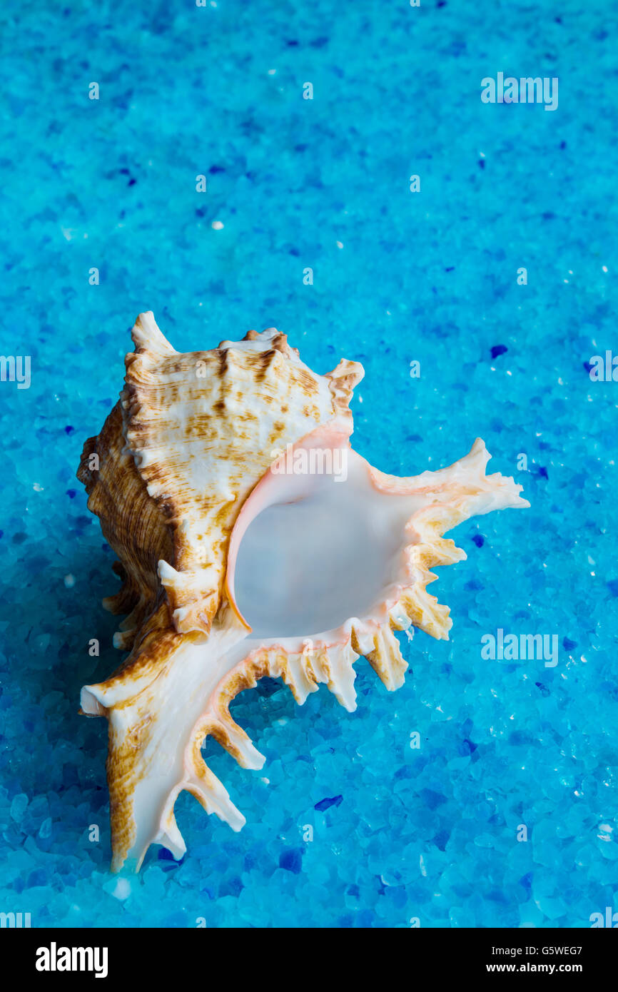 Seashell, closeup. On the crystal blue blurred background Stock Photo ...