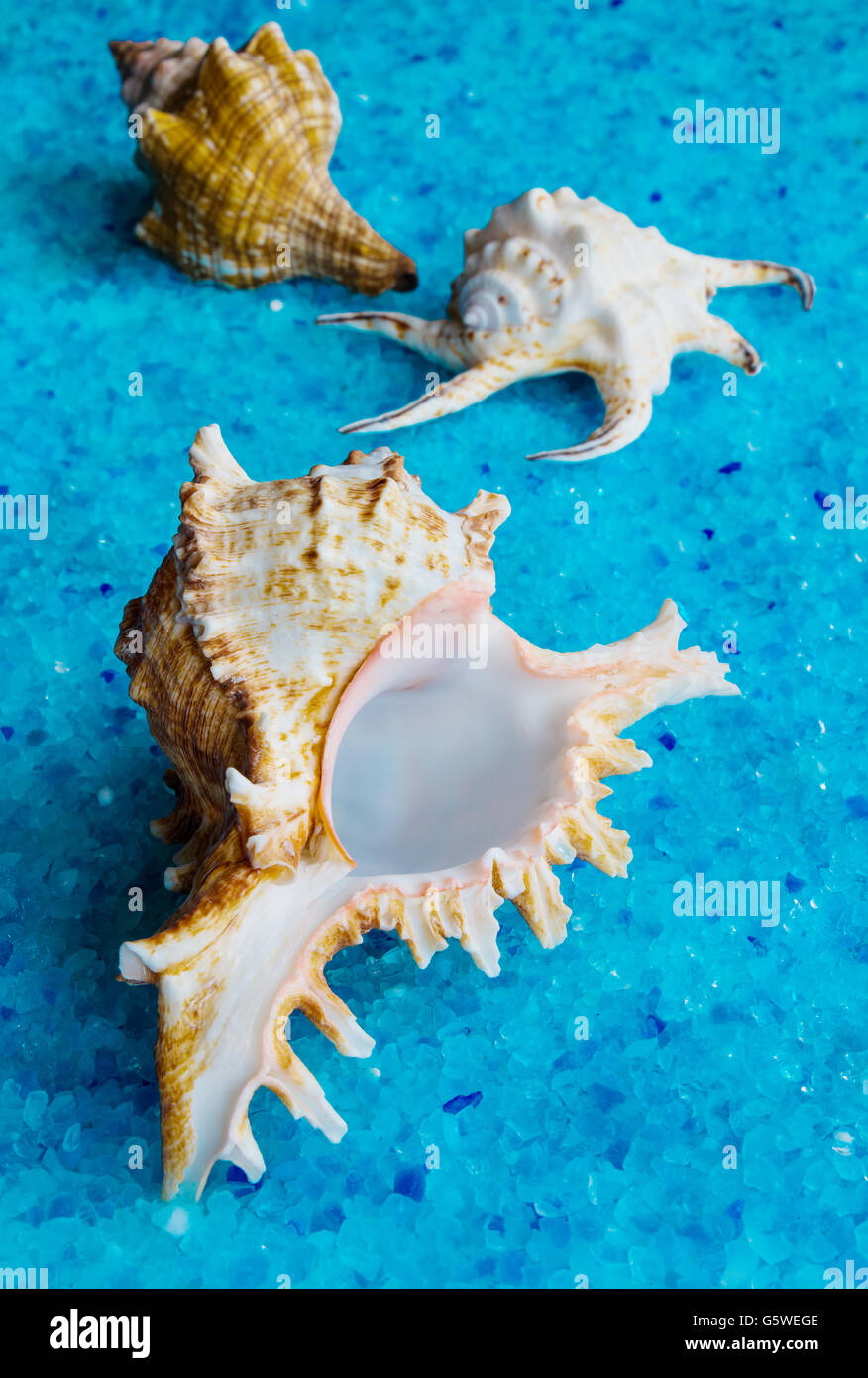 Seashell collection hi-res stock photography and images - Alamy