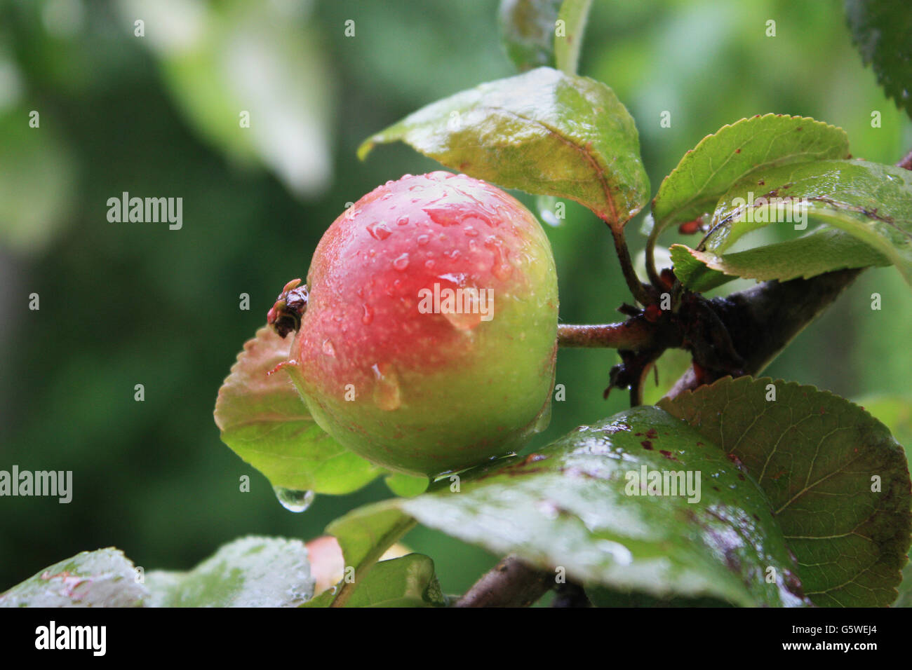 Ripe big apple with drops of rain on the apple tree. Green leaves Stock ...