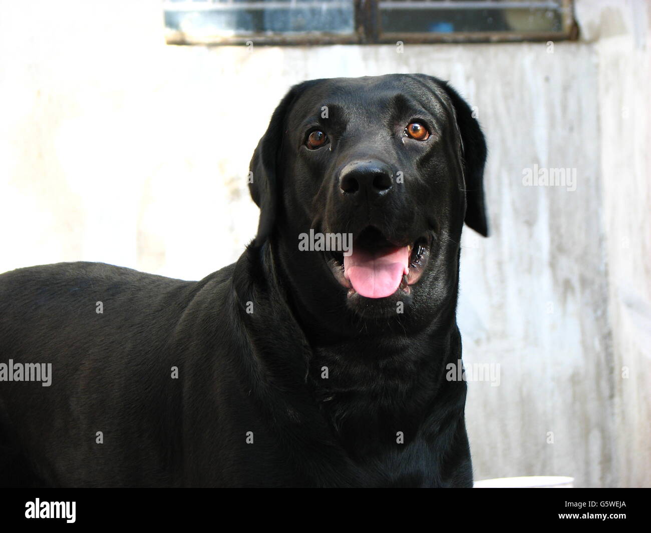 Black labrador breed hi-res stock photography and images - Alamy