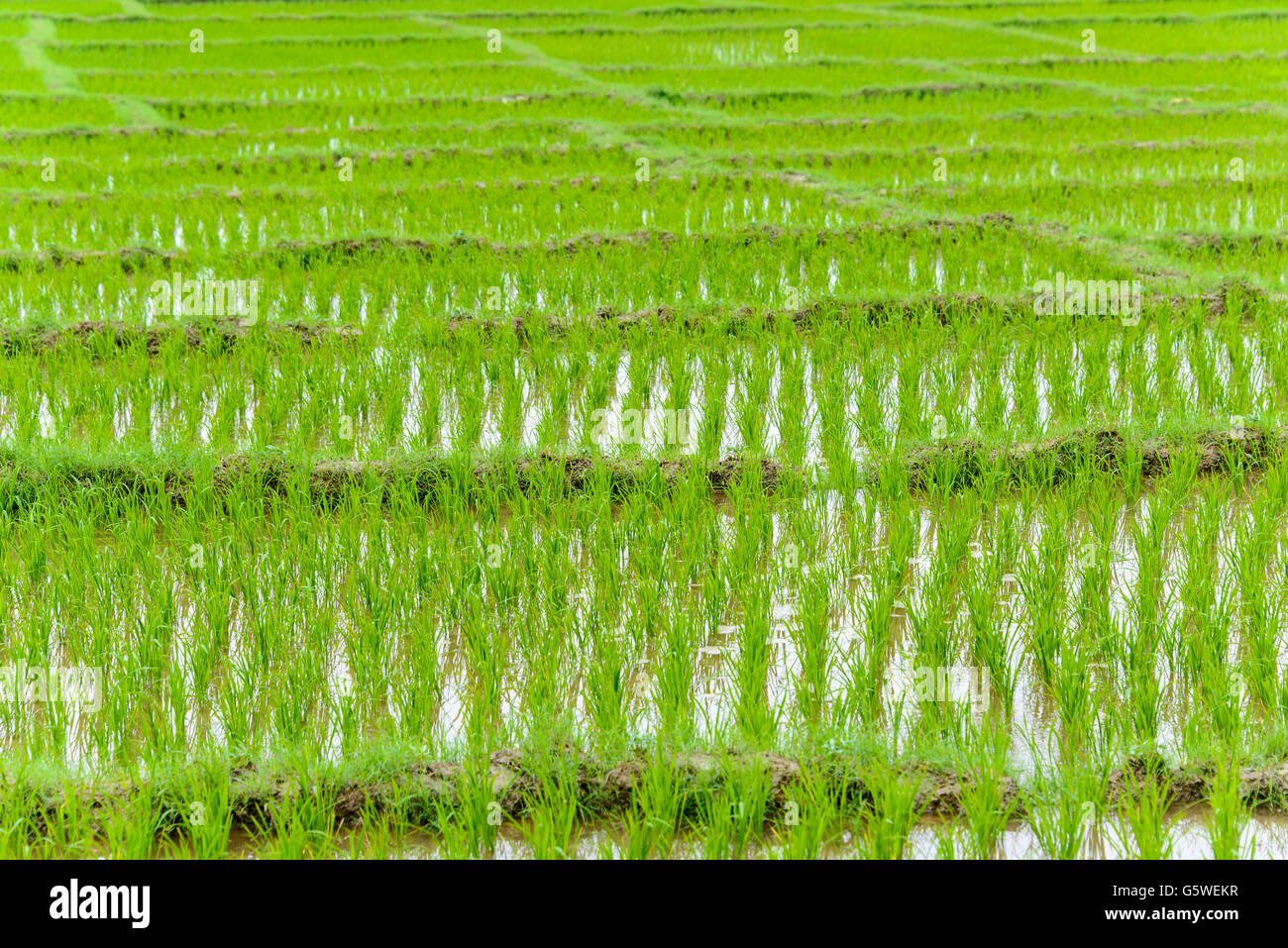 Green rice field paddy hi-res stock photography and images - Alamy