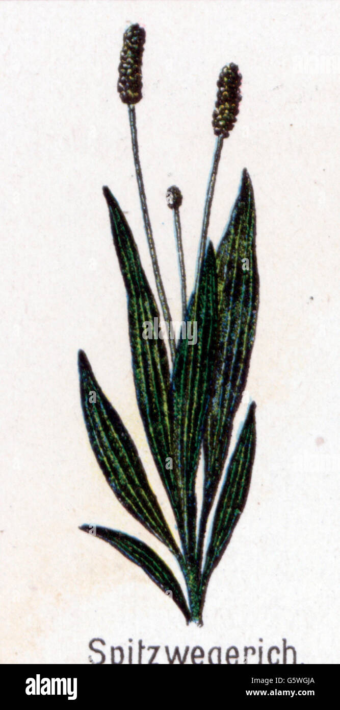 botany, plantago, ribwort plantain (Plantago lanceolata), from ...
