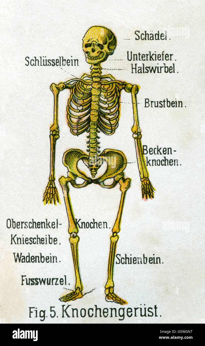 German Skeleton