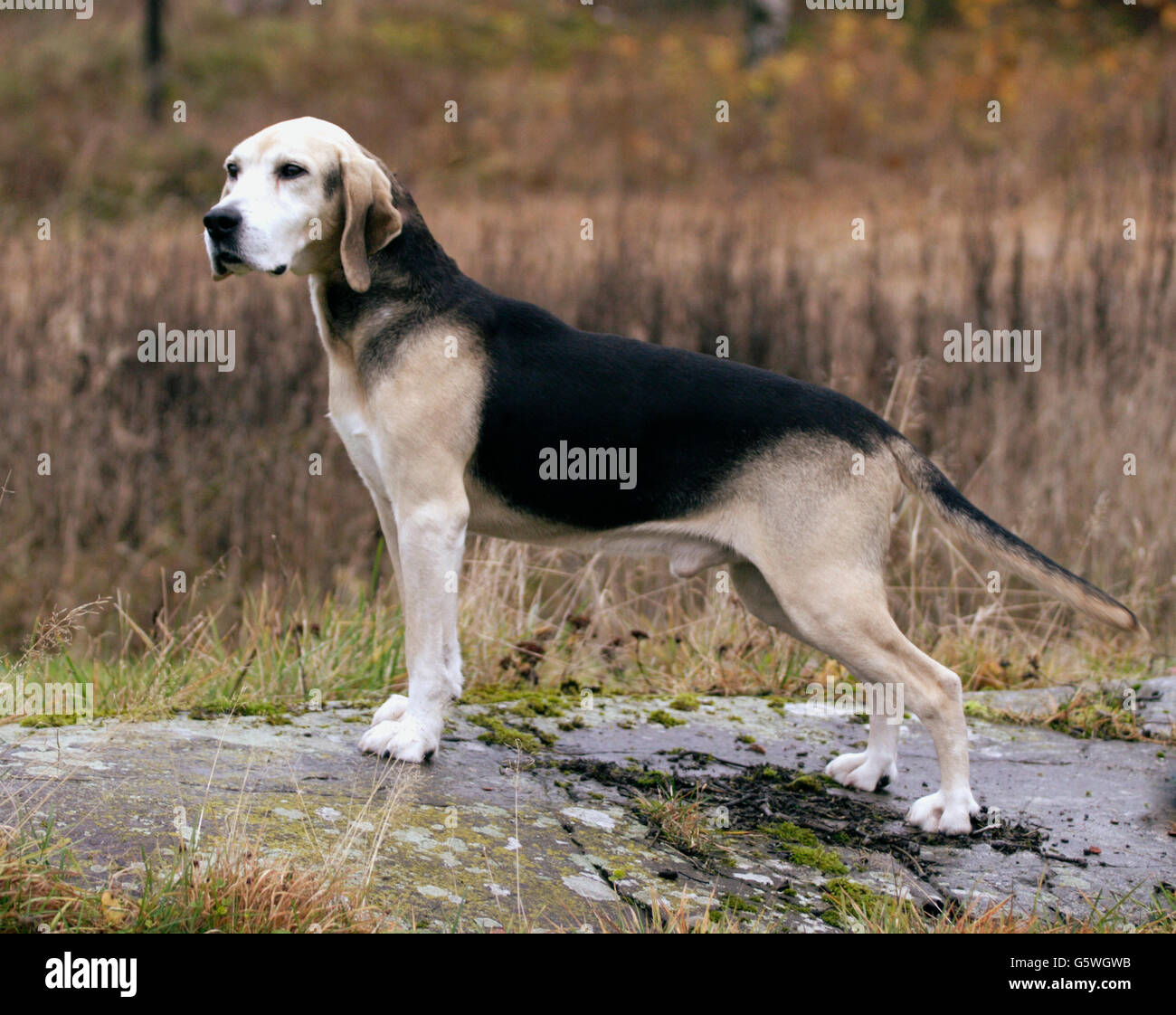 Dunker dog hi-res stock photography and images - Alamy