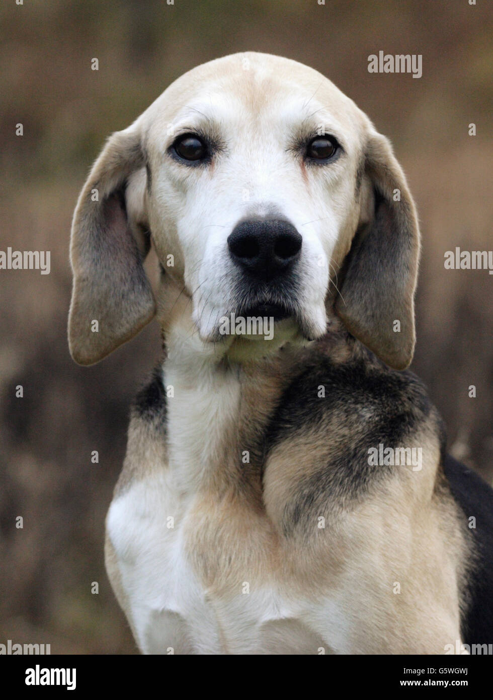 Dunker dog hi-res stock photography and images - Alamy