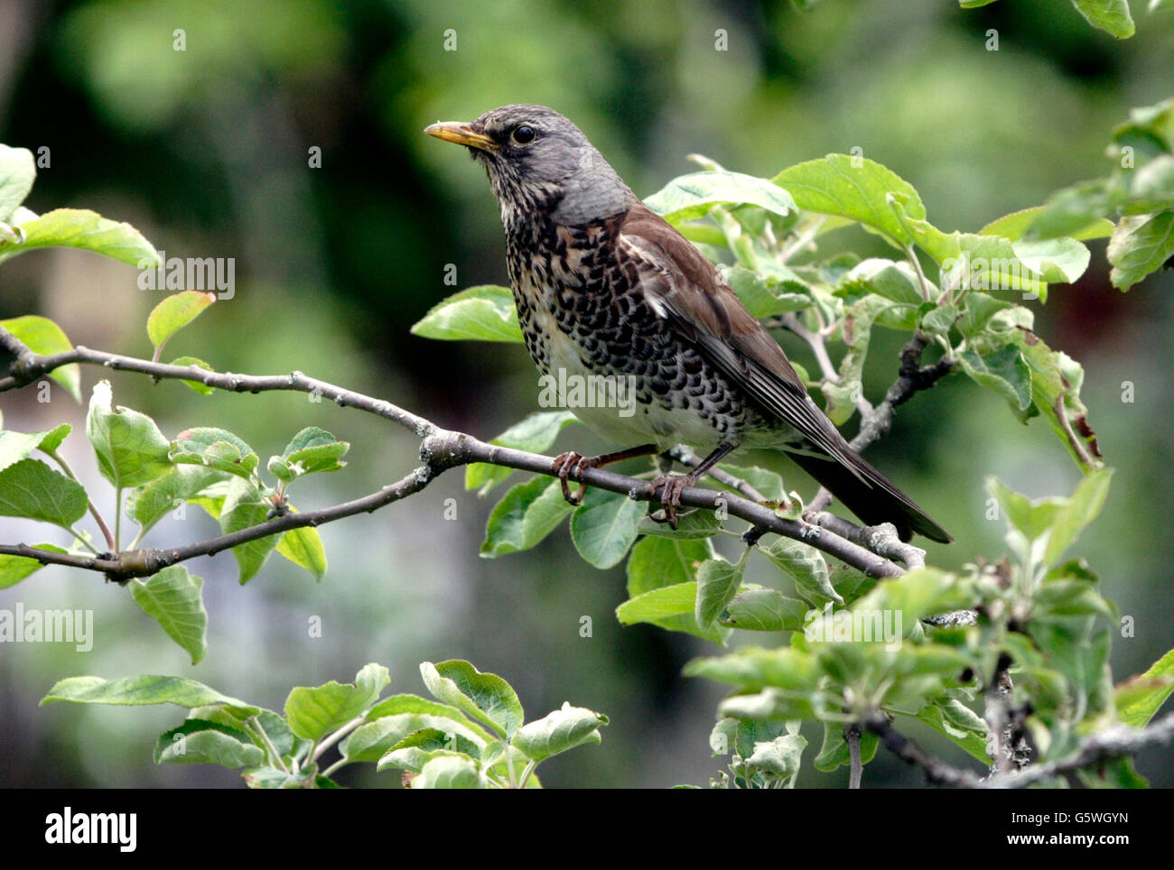 Fieldfare on branch Stock Photo - Alamy