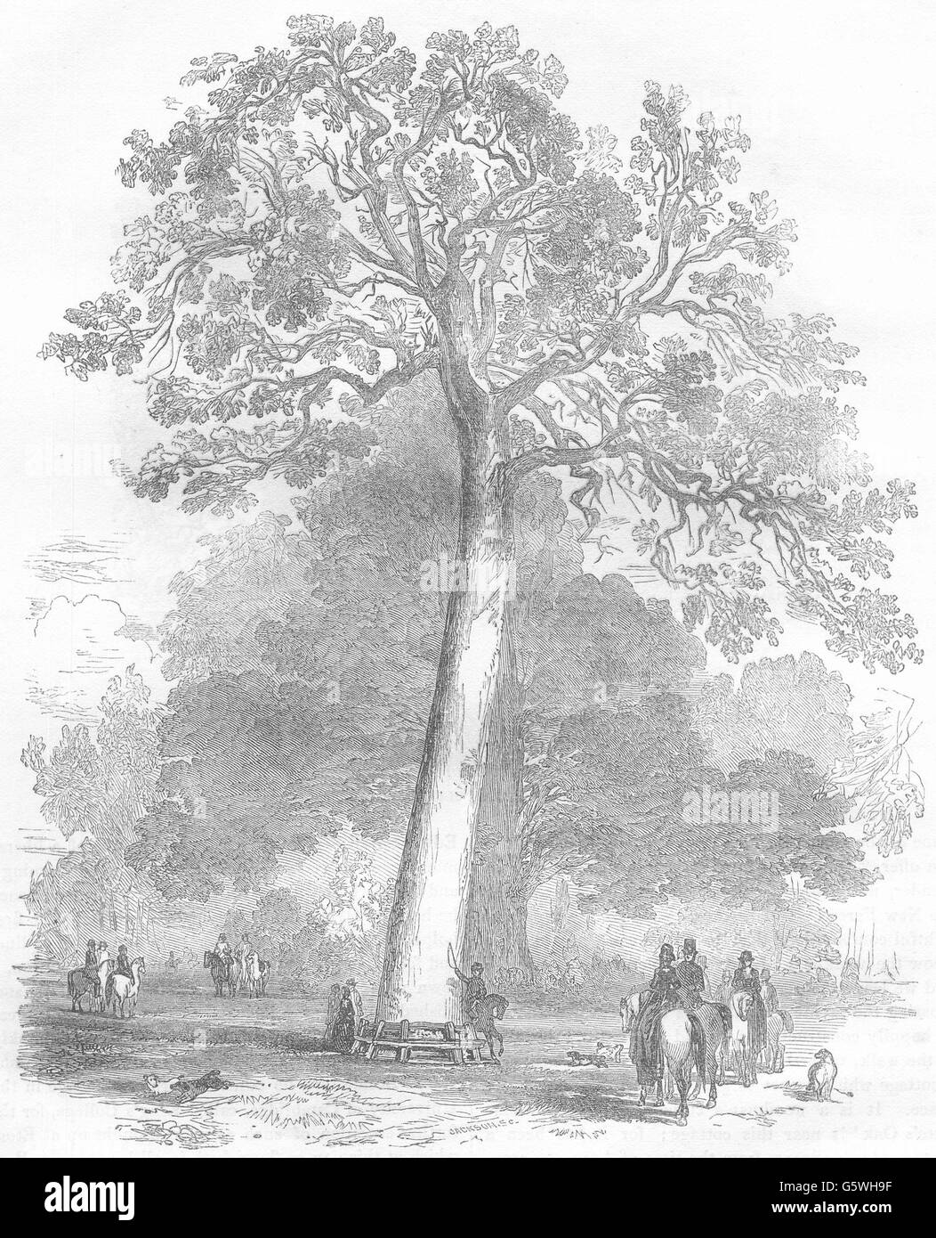 WINDSOR: Queen Victoria's Tree, antique print 1850 Stock Photo - Alamy