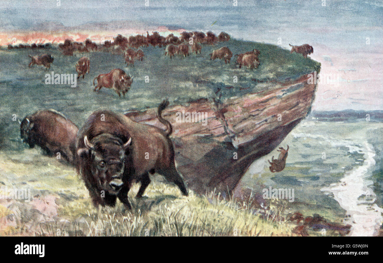 hunt, buffaloes, bison hunt in North America, drive hunt with a ...