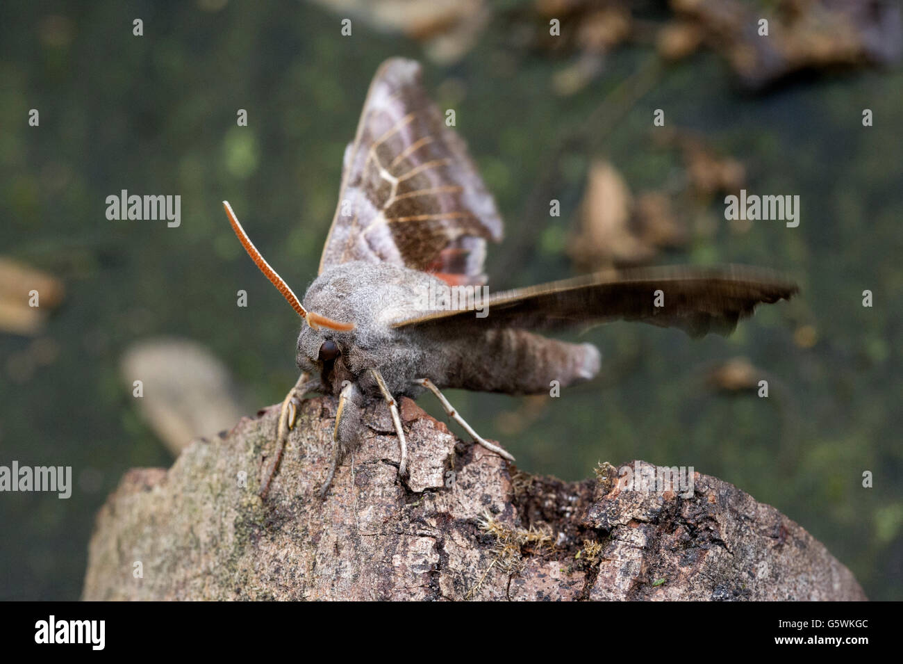 Species of day flying moth hi-res stock photography and images - Alamy