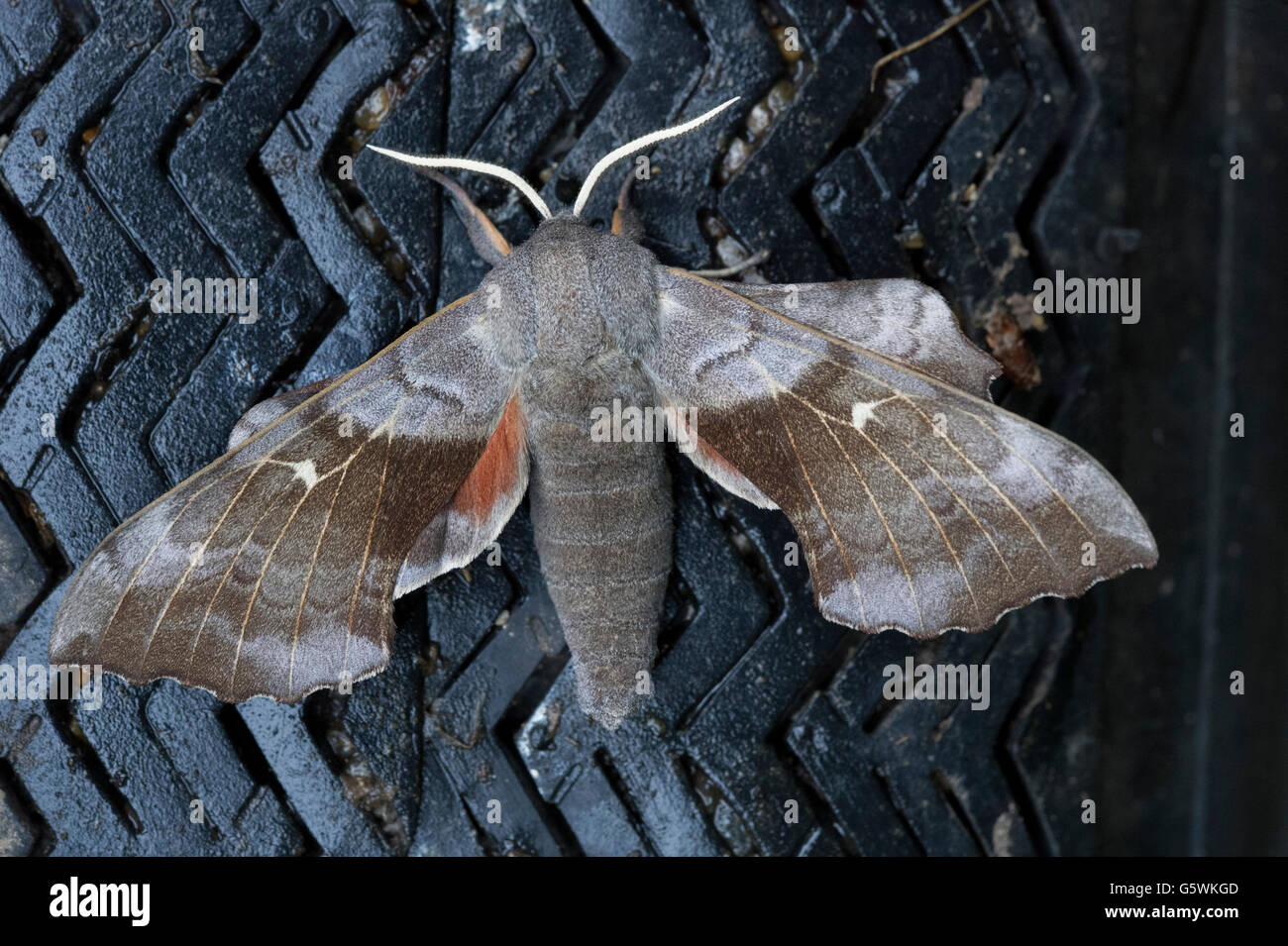 A Poplar Hawk Moth (Laothoe populi) with its wings spread while resting ...