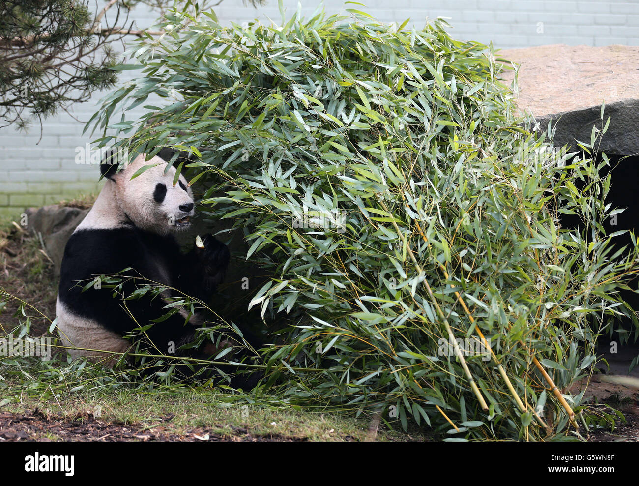 Panda at Edinburgh Zoo. Male panda Yang Guang eats bamboo in a bid to ...