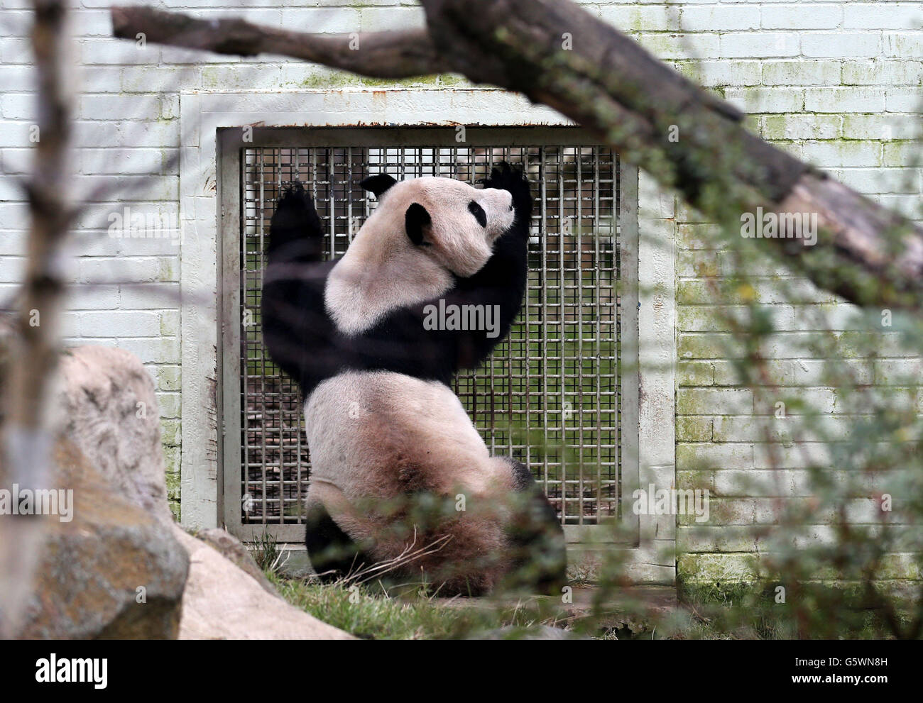 Panda at Edinburgh Zoo Stock Photo - Alamy
