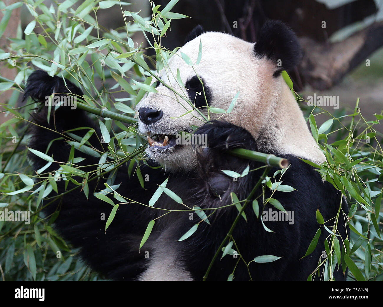 Male panda Yang Guang eats bamboo in a bid to bulk up ahead of breeding ...