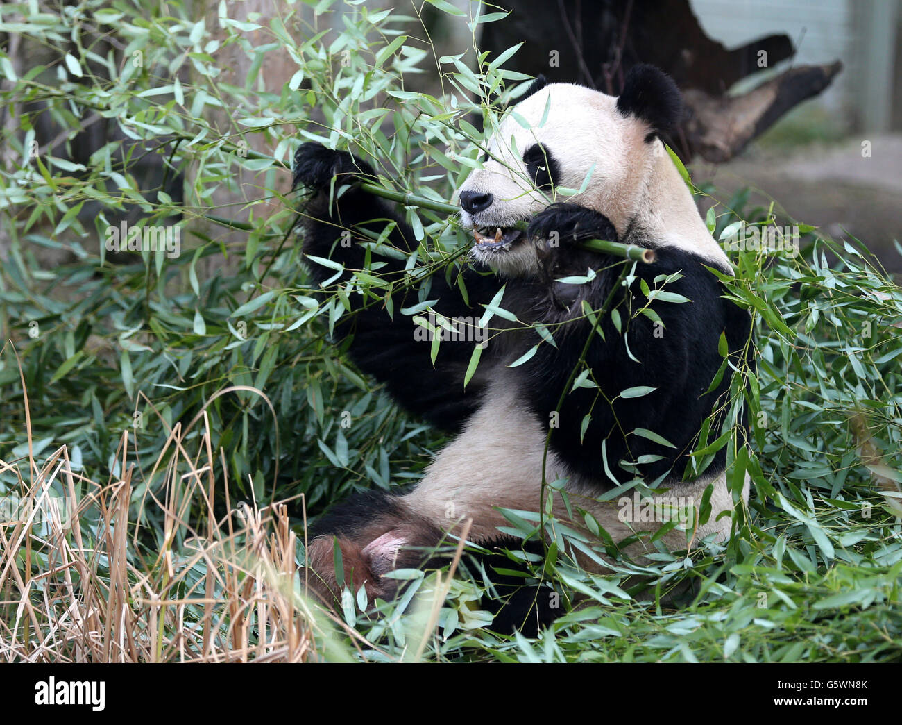 Panda at Edinburgh Zoo. Male panda Yang Guang eats bamboo in a bid to ...