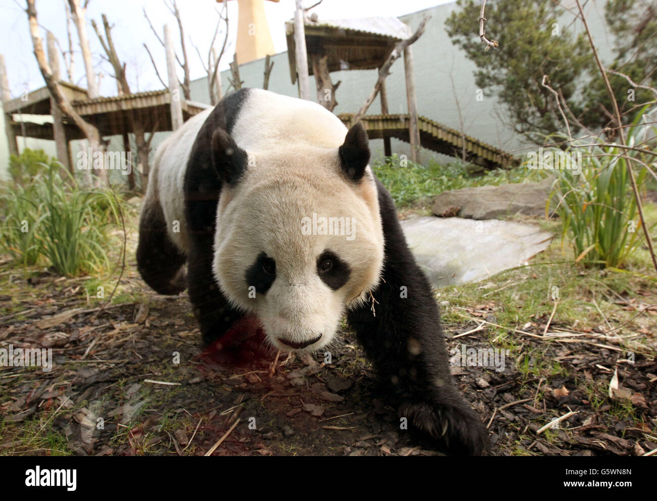 Male panda Yang Guang walks around his enclosure and eats bamboo in a ...