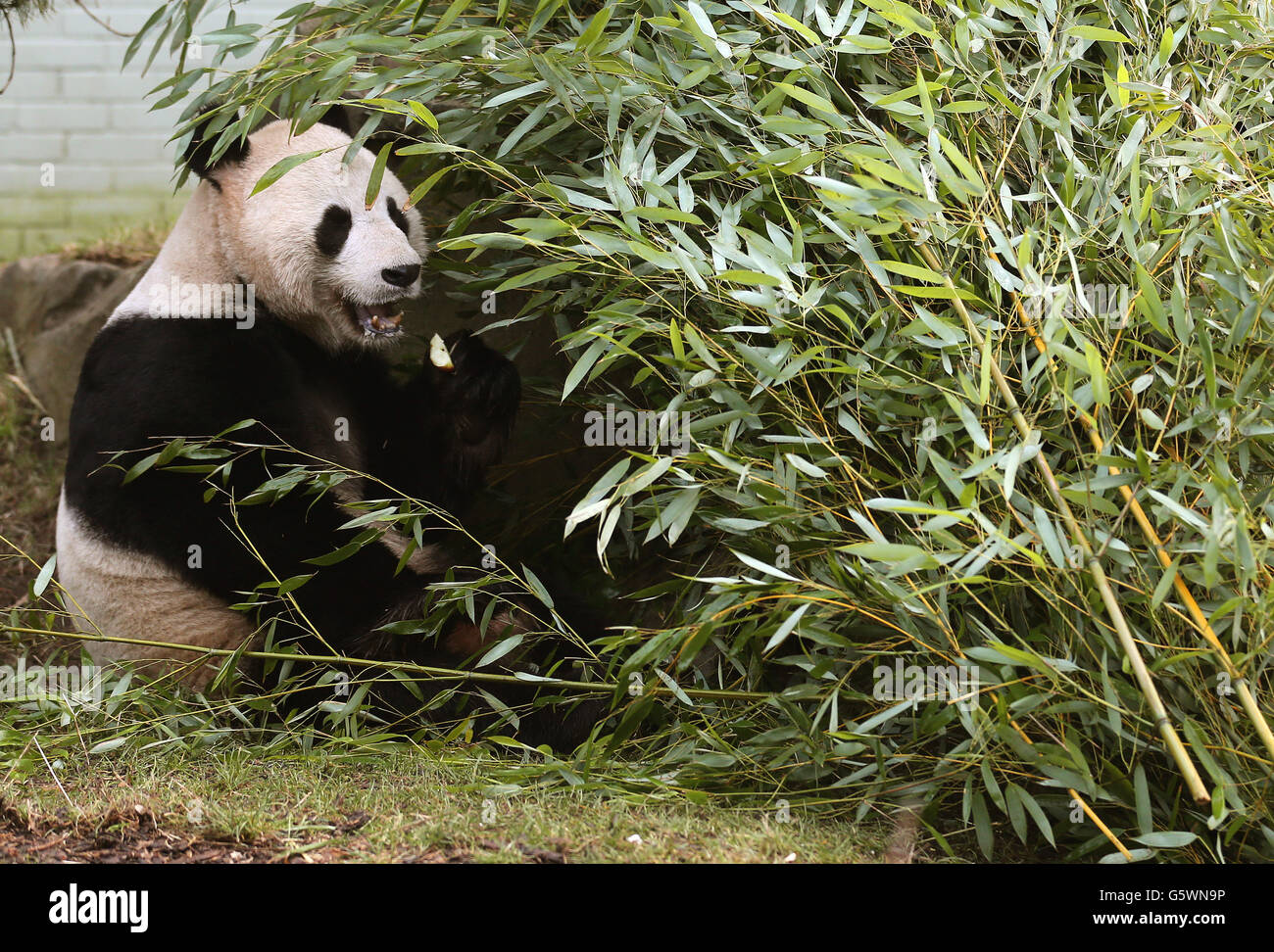 Male panda edinburgh zoo hi-res stock photography and images - Alamy