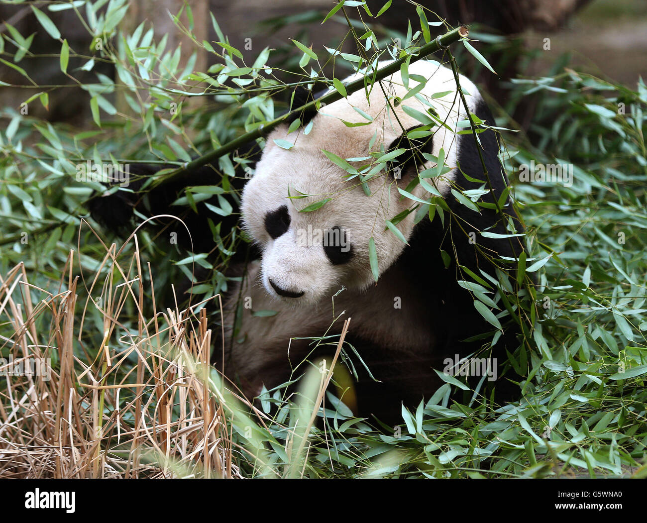 Panda at Edinburgh Zoo Stock Photo - Alamy