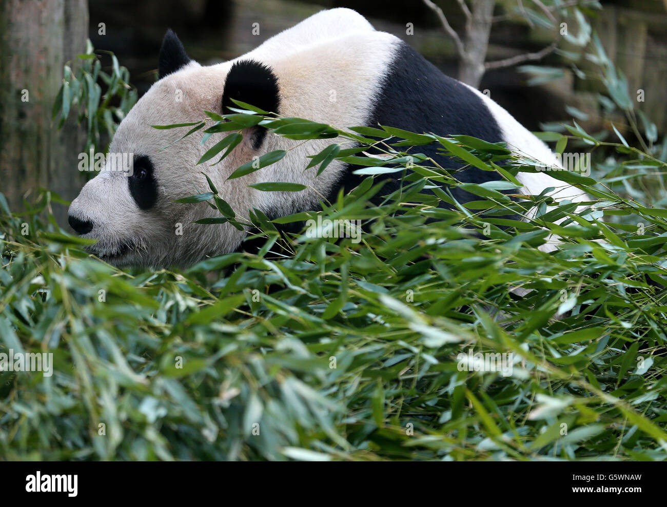 Panda at Edinburgh Zoo Stock Photo - Alamy
