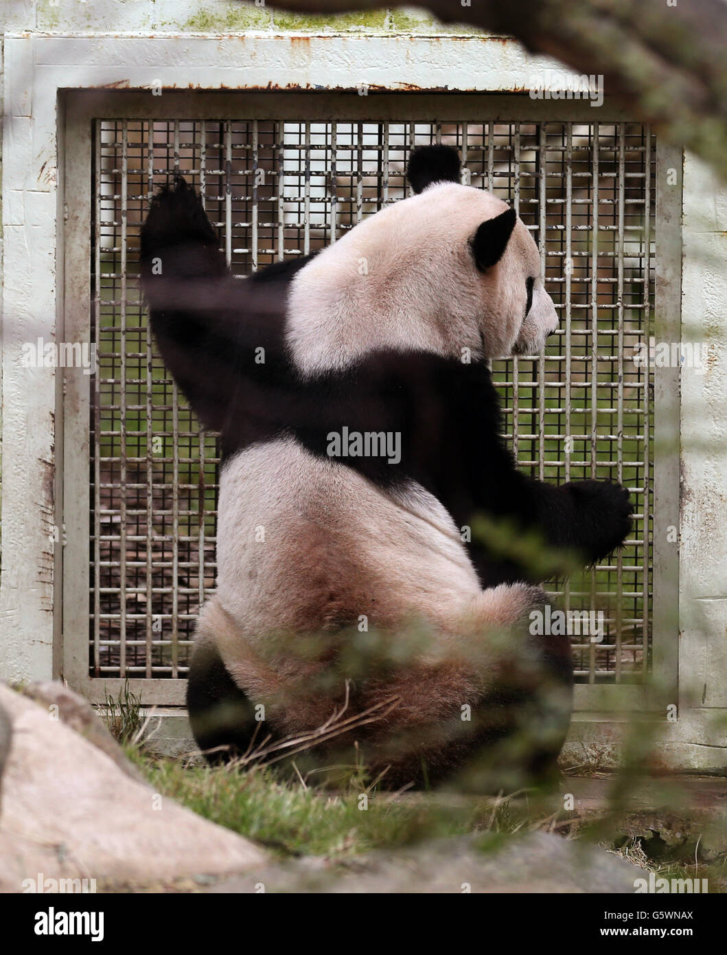 Male panda Yang Guang looks into Tian Tian the female panda's enclosure ...