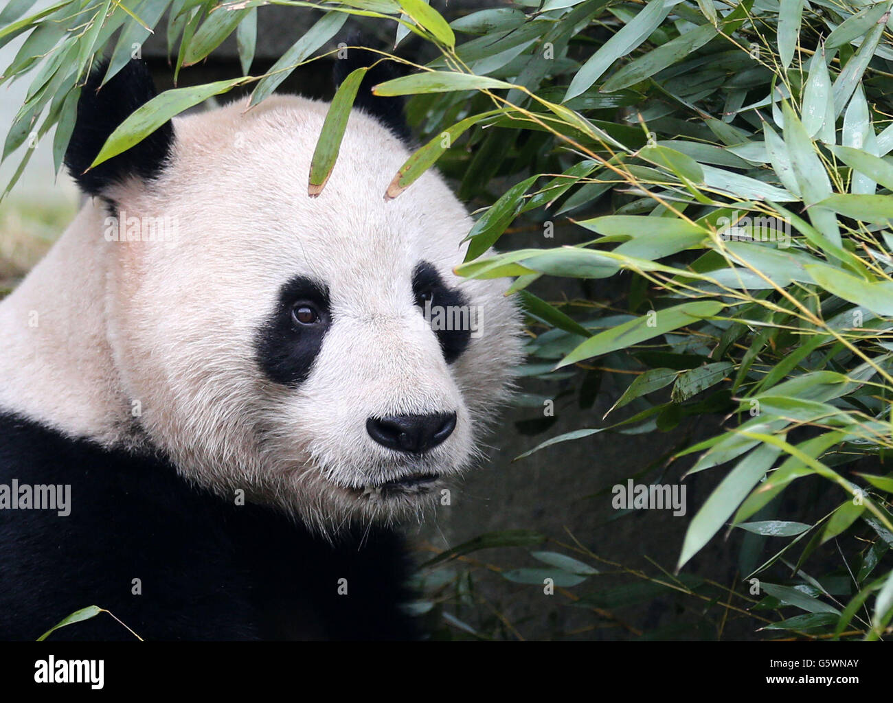 Male panda Yang Guang eats bamboo in a bid to bulk up ahead of breeding ...
