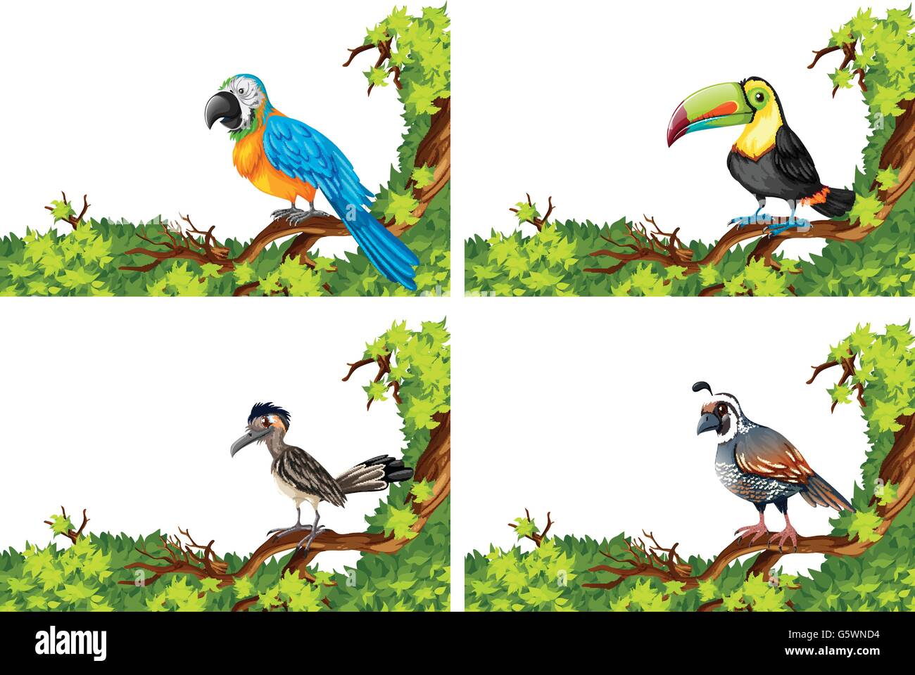 Four kinds of bird on the branches illustration Stock Vector Image ...
